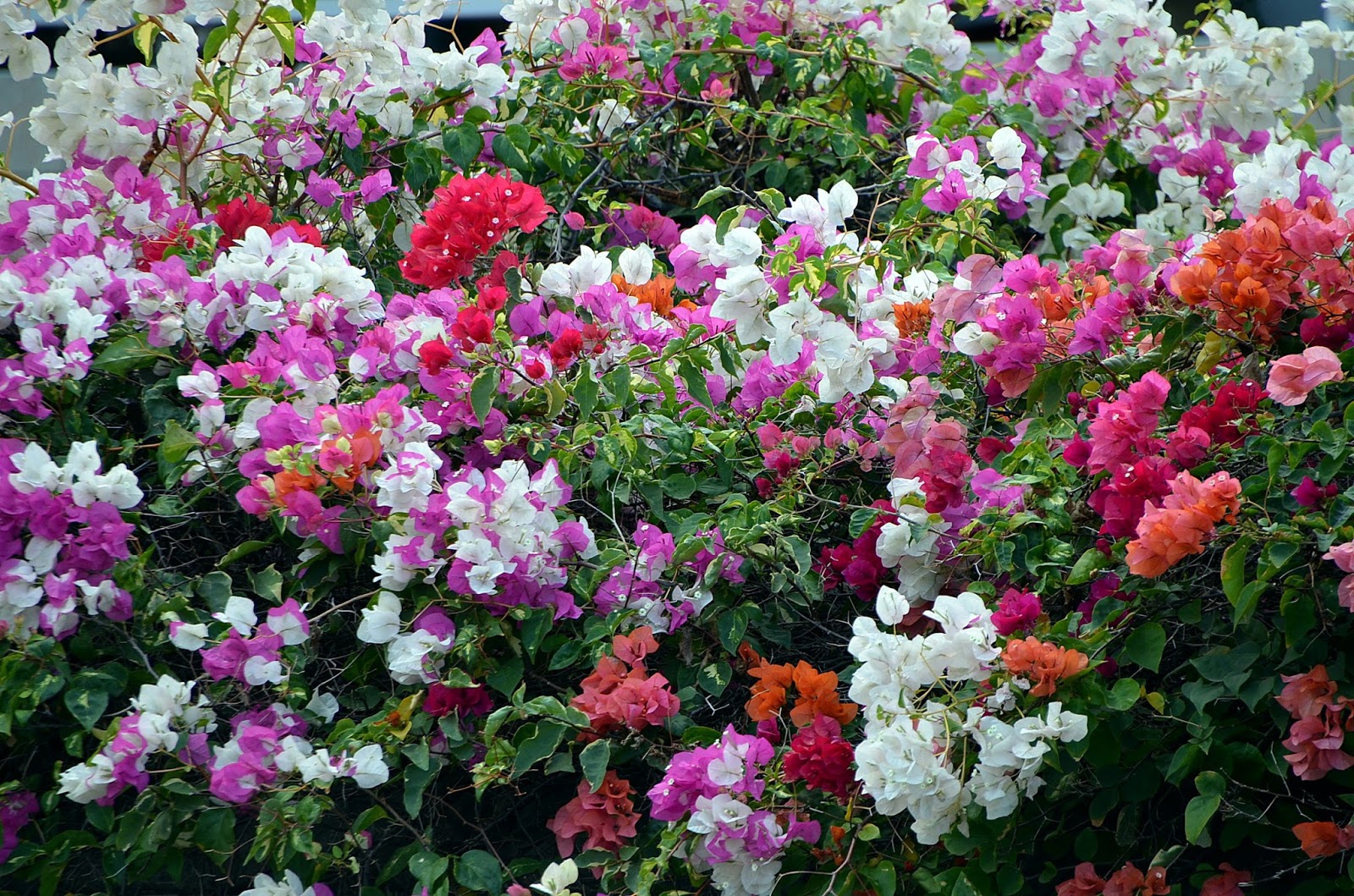 FLORACIONES EN MÁLAGA Y MÁS: Flora ornamental de isla Mauricio e Isla ...
