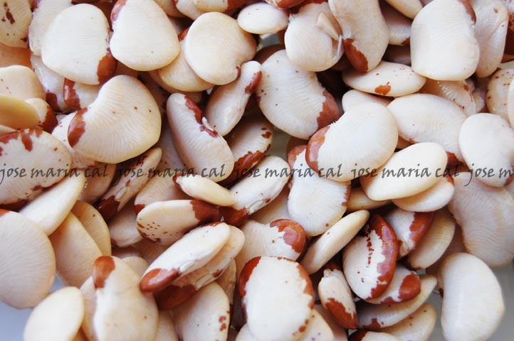 El eco del Palancia: Garrofó en el Banco de Semillas