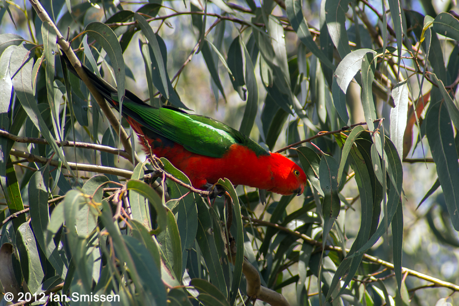 A passion for birds...: More than just Koalas at Kennett River