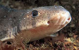 Sharkin': Top 5 Smallest Sharks According to the Discovery Channel