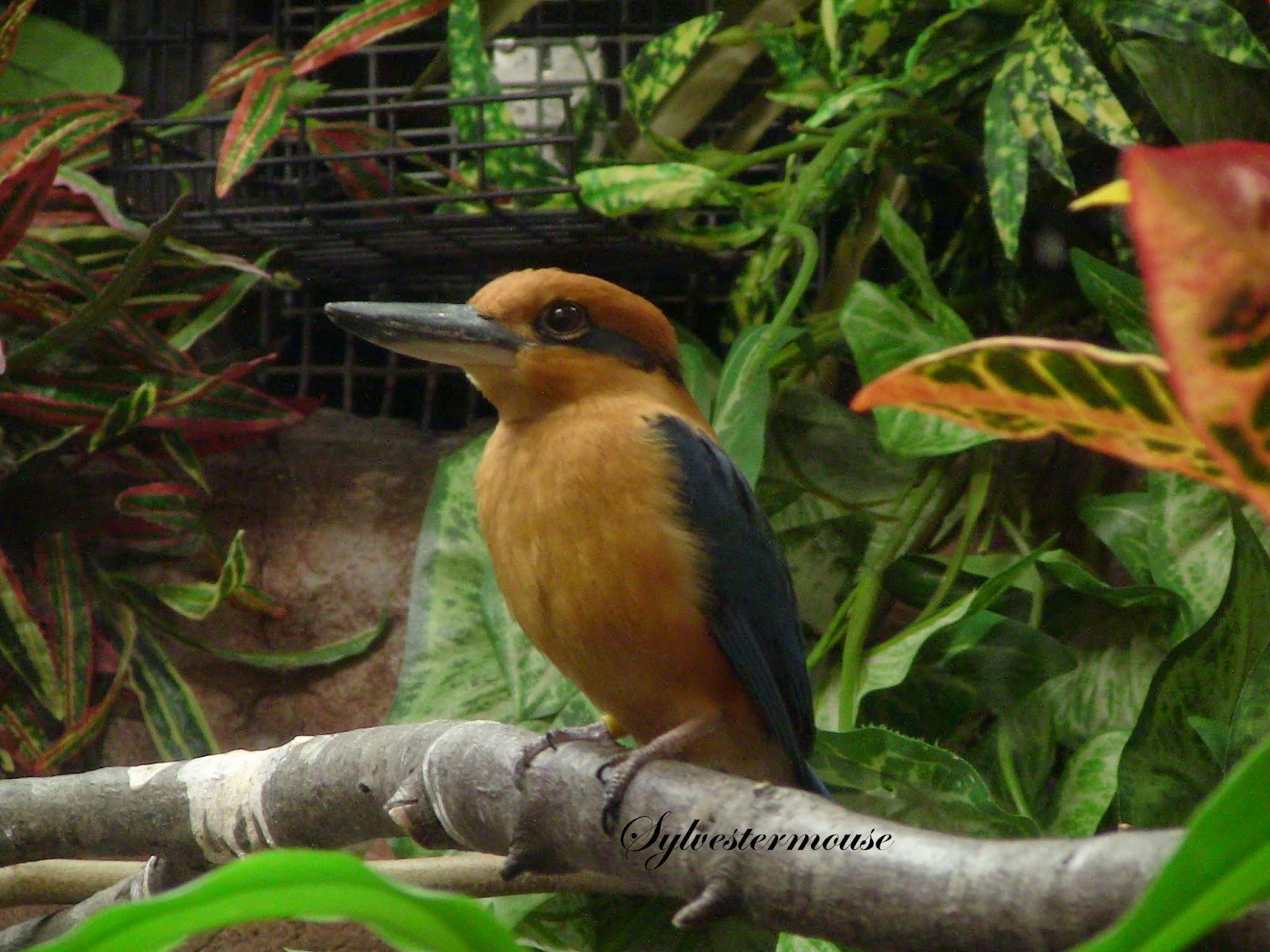 Amazing Wild Animals: Micronesia Kingfisher