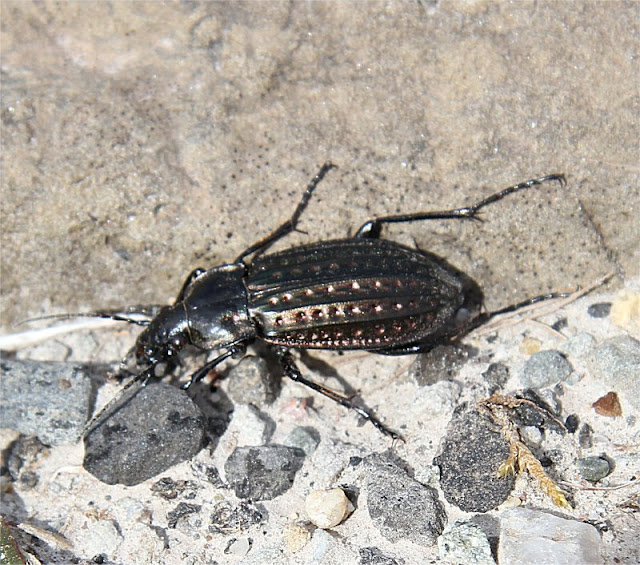 Murfs Wildlife : May 2012