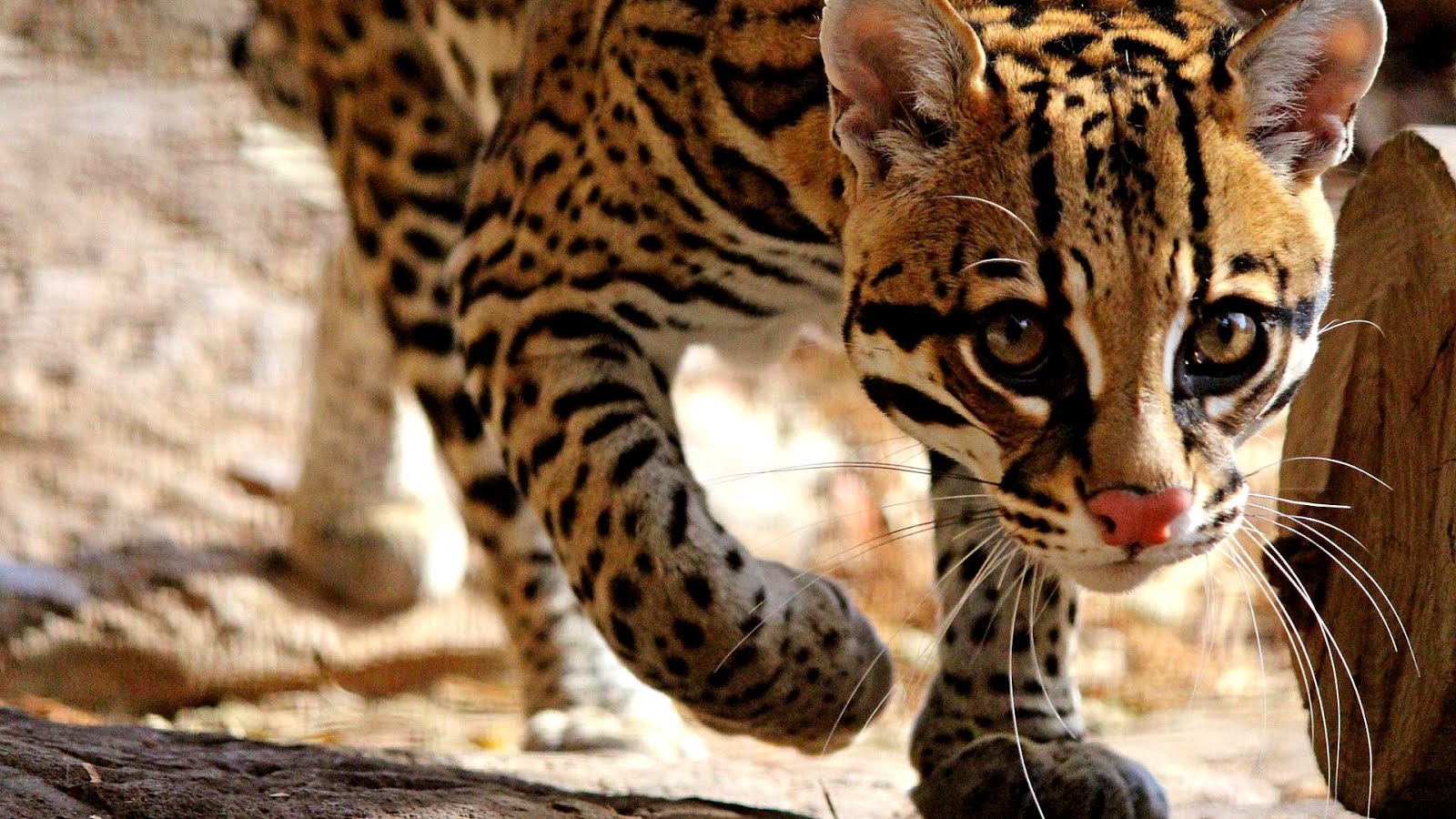 Why Are Ocelots Endangered - Danger Choices