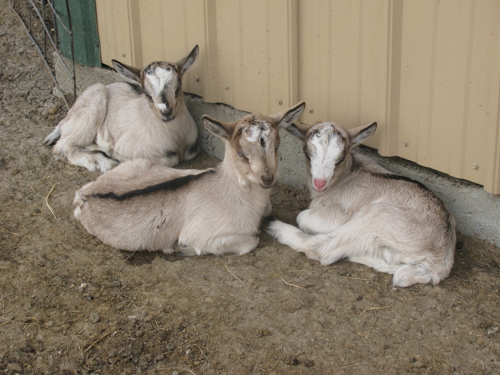 Dakotagoats: Spoiled Goat..
