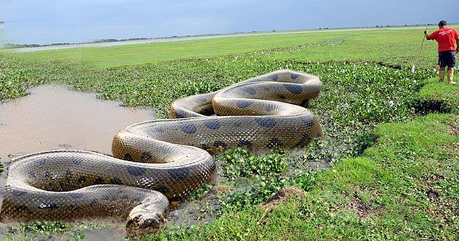 जानिए ऐनाकोंडा के बारे में, कितना खतरनाक होता है यह सांप | All about ...