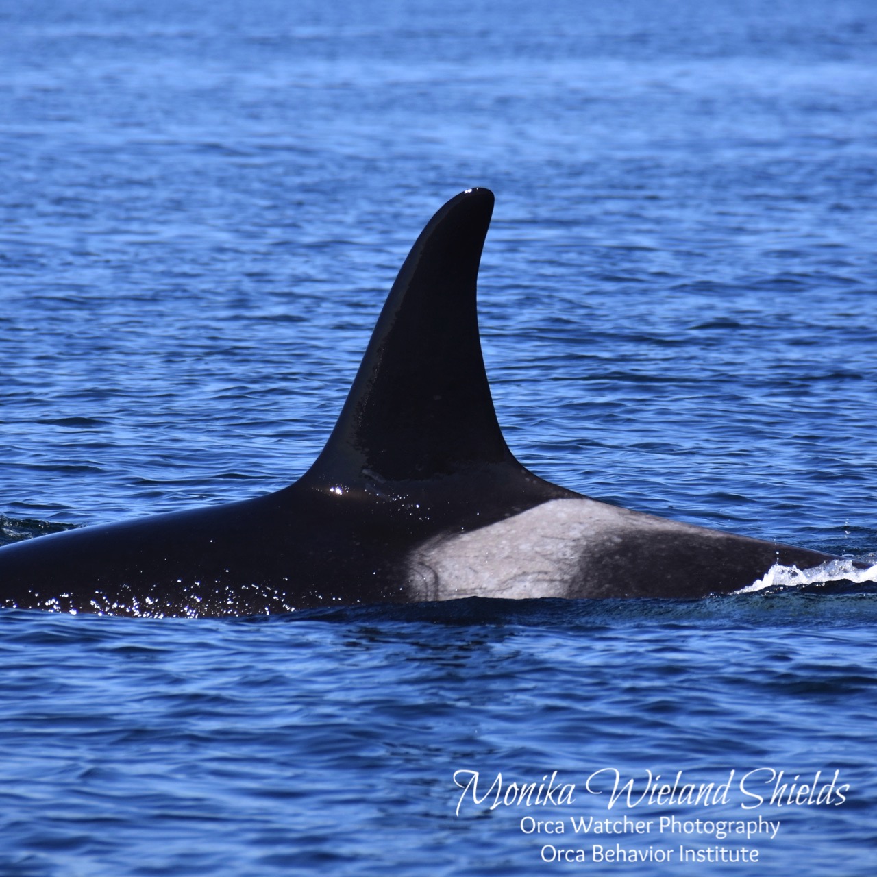 Orca Watcher: An update on J35, J50, and the rest of J-Pod