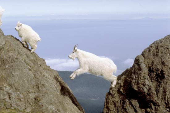 Mountain Goats Animal Facts And Information | All Wildlife Photographs