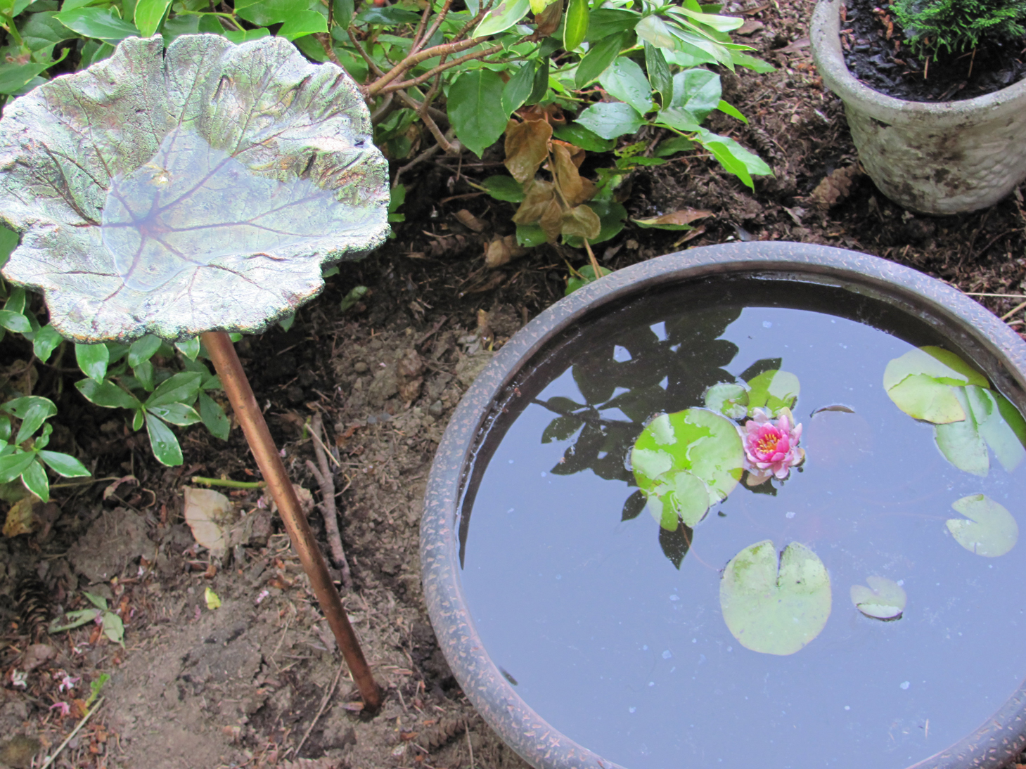 plantladysmiles: little water lily in pot
