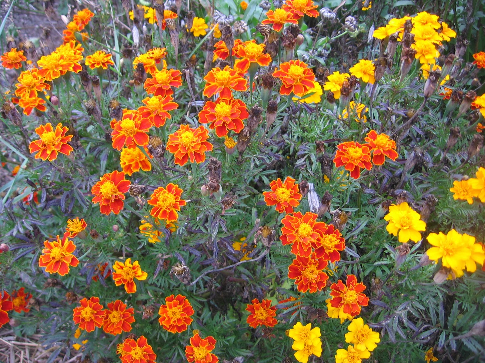 Seminte cultivate cu drag. Seminte Traditionale. Soiuri Romanesti de ...