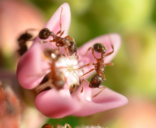 Flower Hill Farm: Wildflower Flowering 'In The Pink' Naturalizing Asclepias