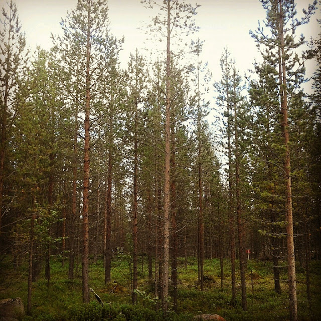 MicroCosmos: insta Finland