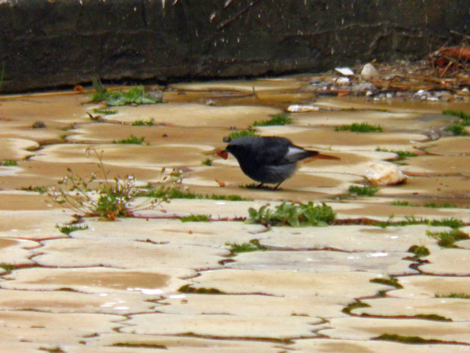 PASARI DIN ROMANIA: CODROS DE MUNTE (2), Phoenicurus ochruros