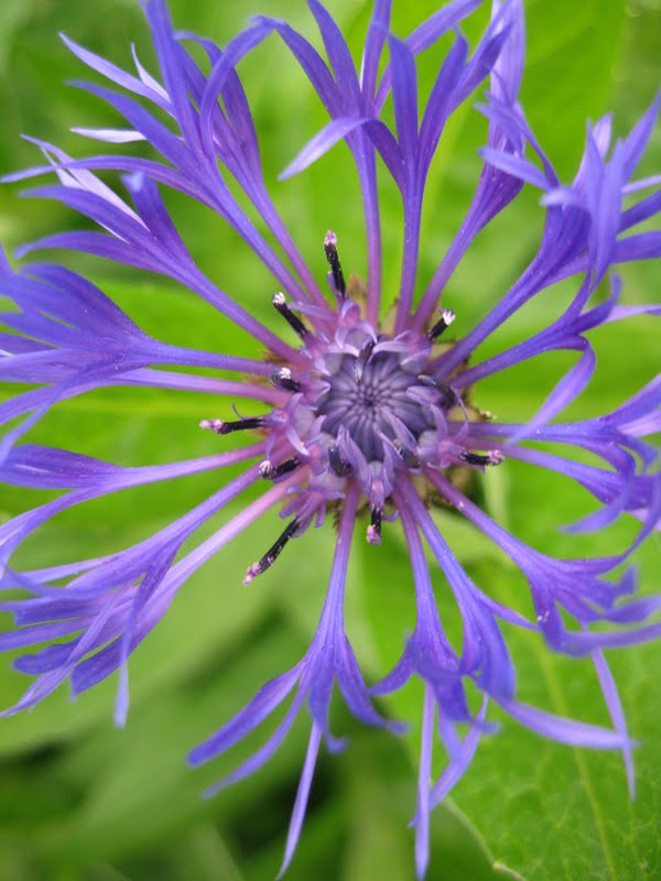 Knopurt - blå skønhed