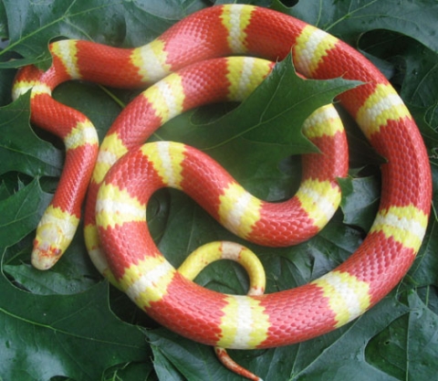 Our Beautiful World: Beautiful red snakes