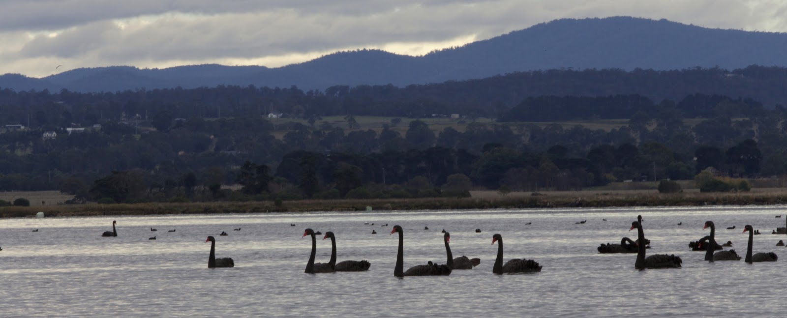 Avithera: An Autumn morning birding at Jones Bay