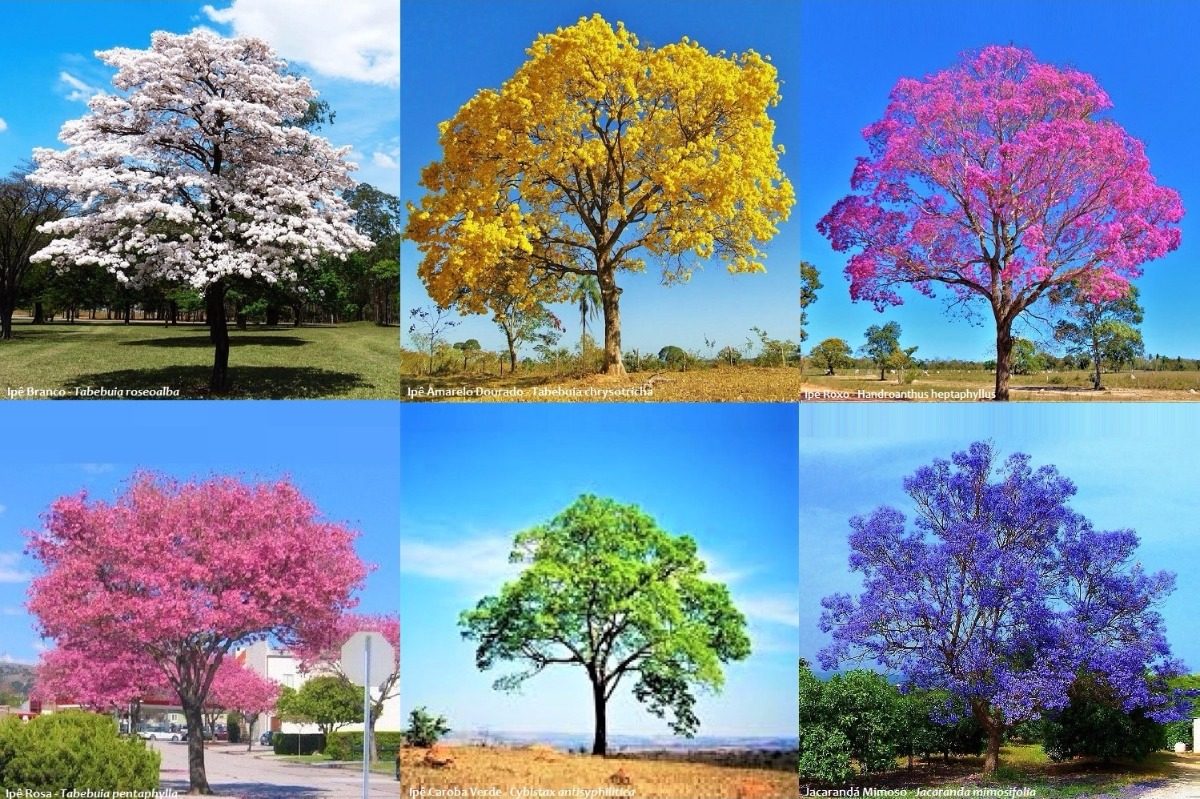 A florada do ipê e a rede social secreta da natureza