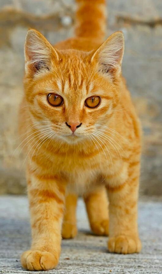 Beautiful golden cats