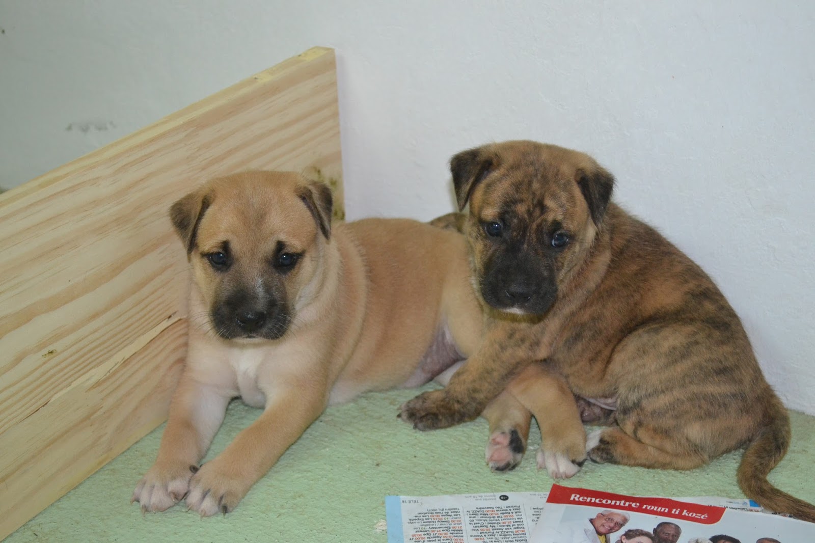 A LA DECOUVERTE DU PARADIS VERT: LE CHIEN CREOLE