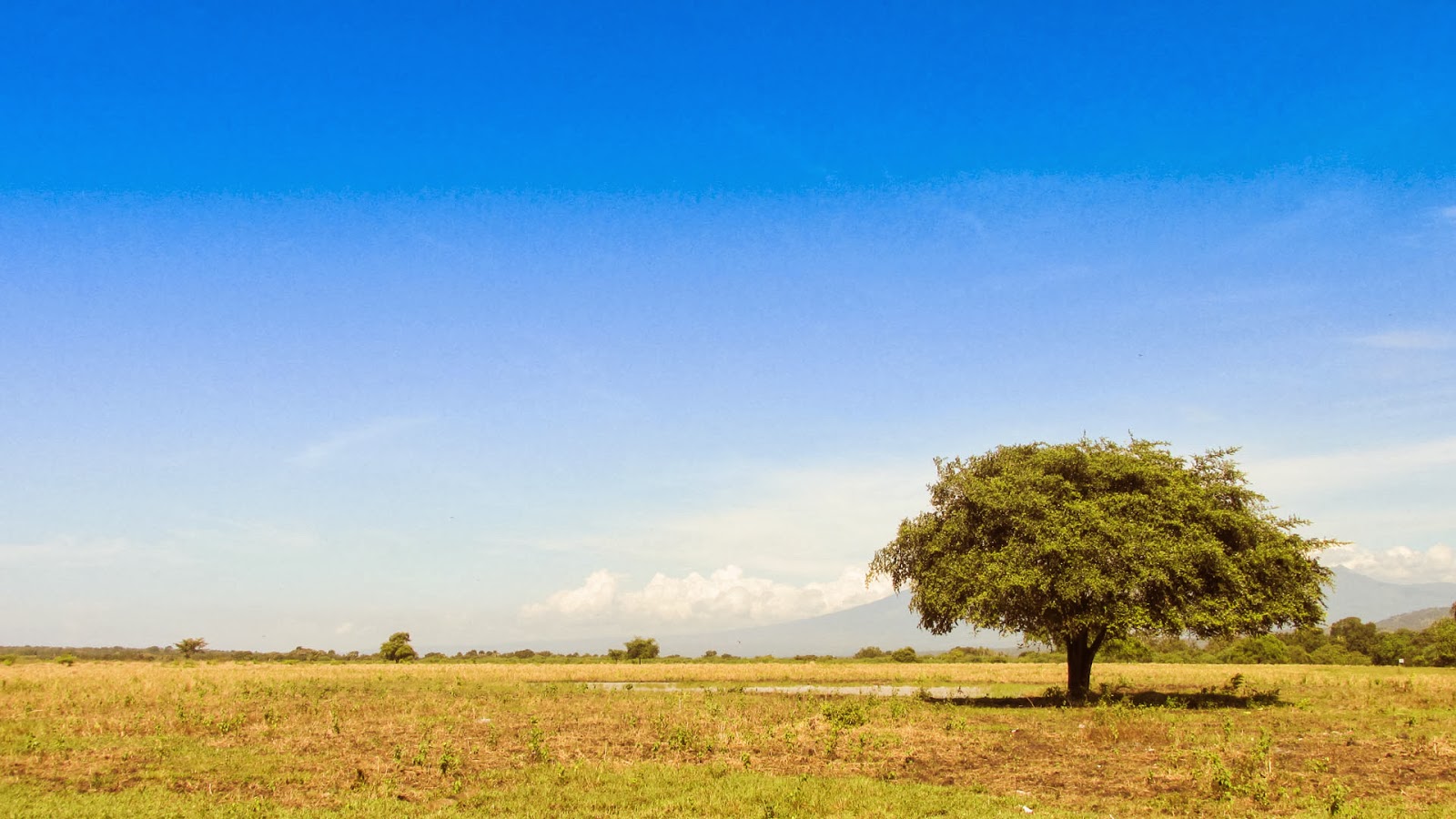 Menyusuri Sabana Terluas di Jawa di Taman Nasional Baluran ~ Tempat ...