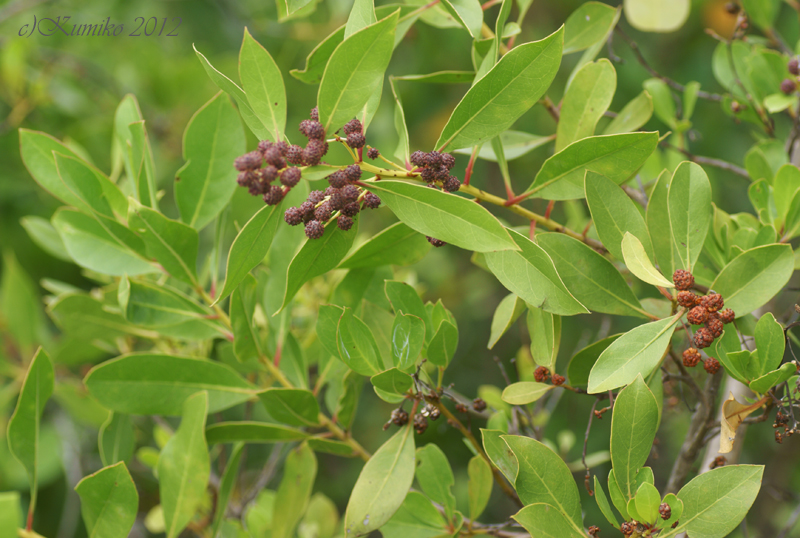 Flower Dictionary: Buttonwood