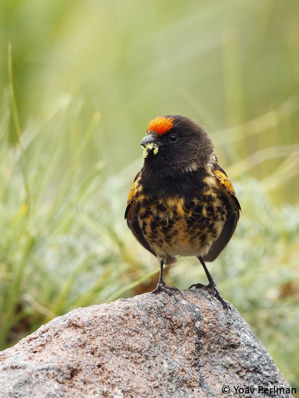 Yoav Perlman - birding, science, conservation, photography: Turkey day ...