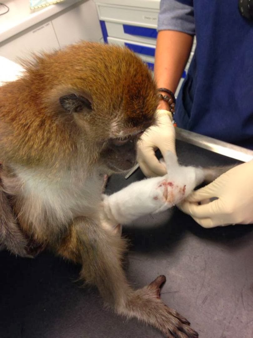 wildsingapore news: Rescued macaque nursed back to health and released ...