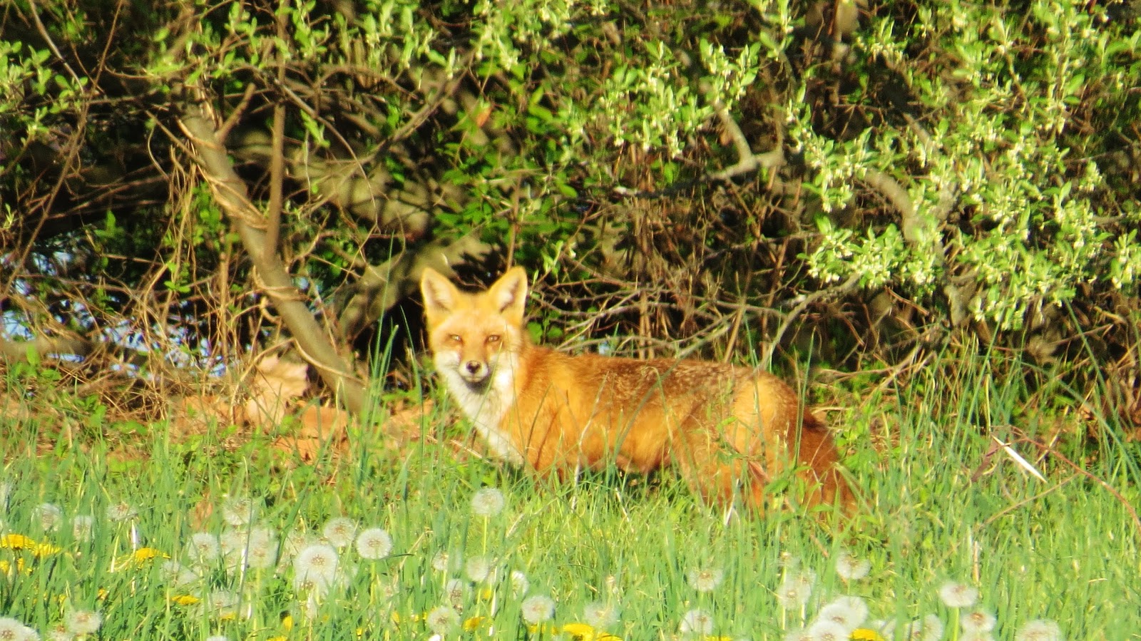 Let Your Light Shine: The Fox