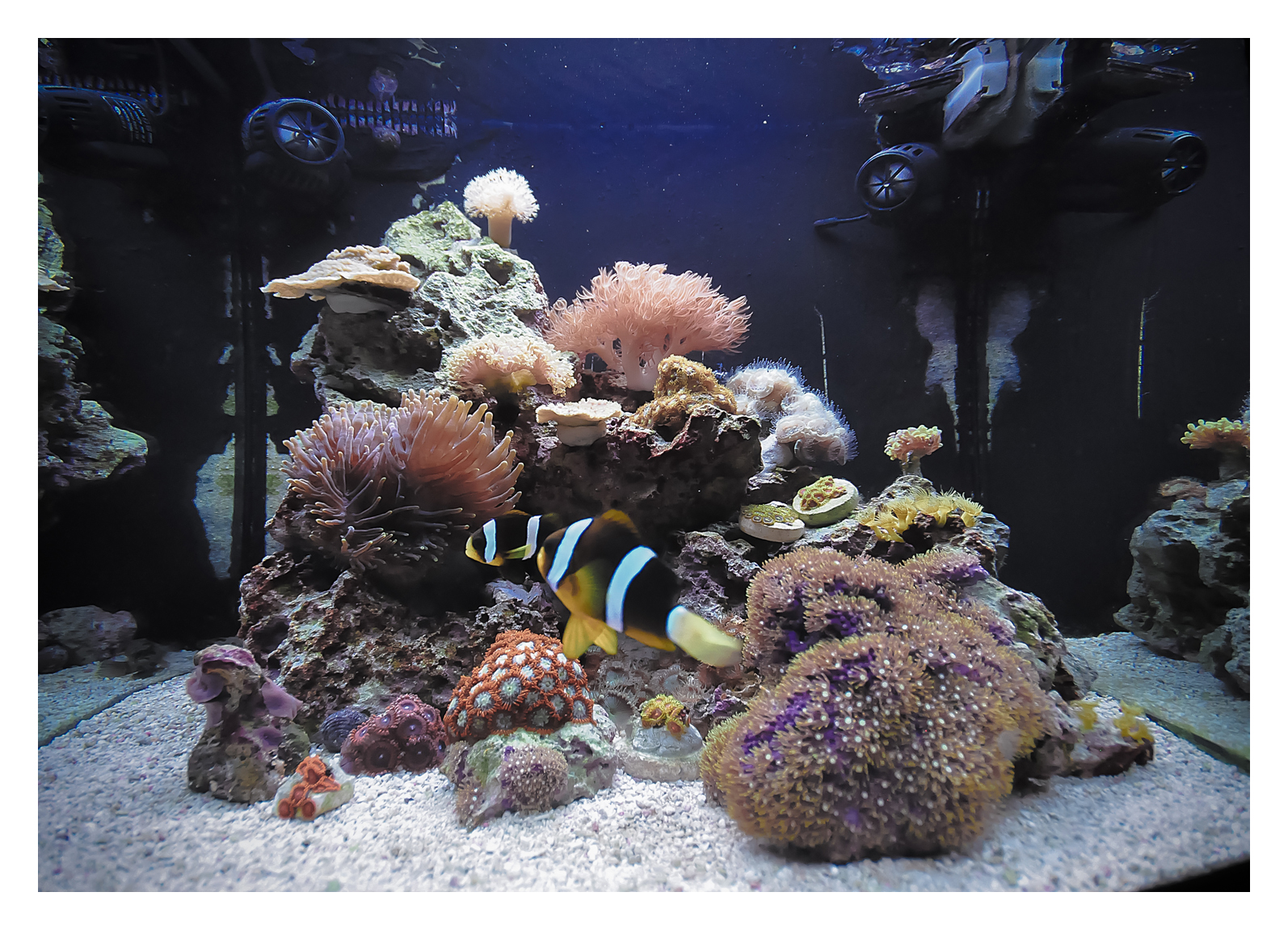 Roberto Guedes Aquarismo: Nano reef at sigma 10mm