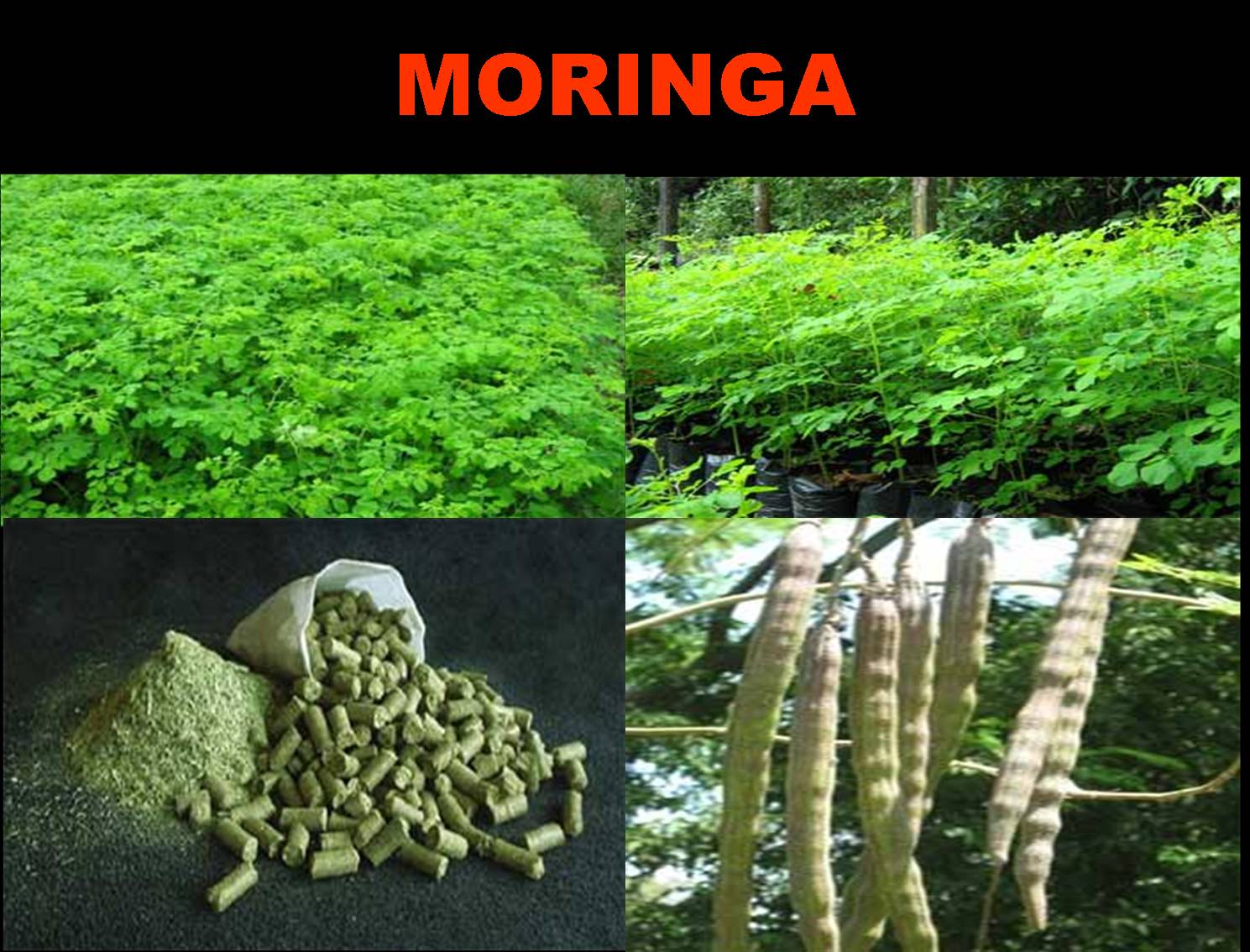 PARA QUE SIRVE LA MORINGA BENEFICIOS Y PROPIEDADES MEDICINALES.