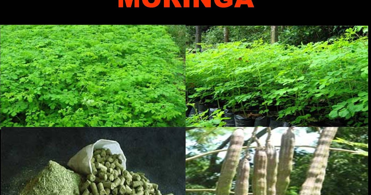 PARA QUE SIRVE LA MORINGA BENEFICIOS Y PROPIEDADES MEDICINALES.
