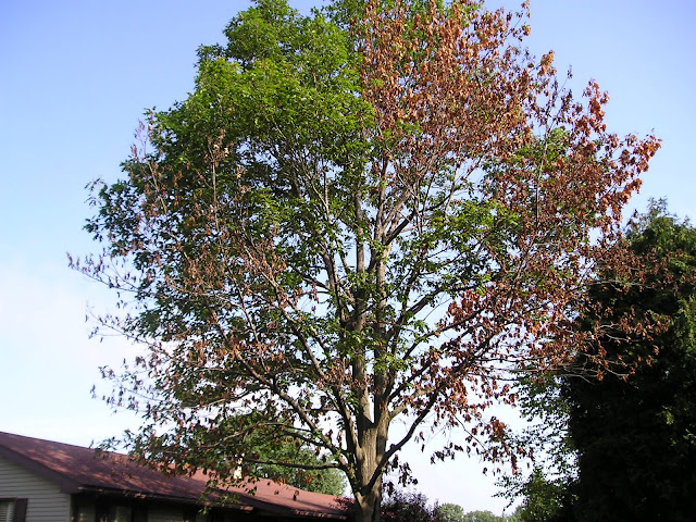 University of Illinois Plant Clinic: Lightning Only Strikes a Tree Once?