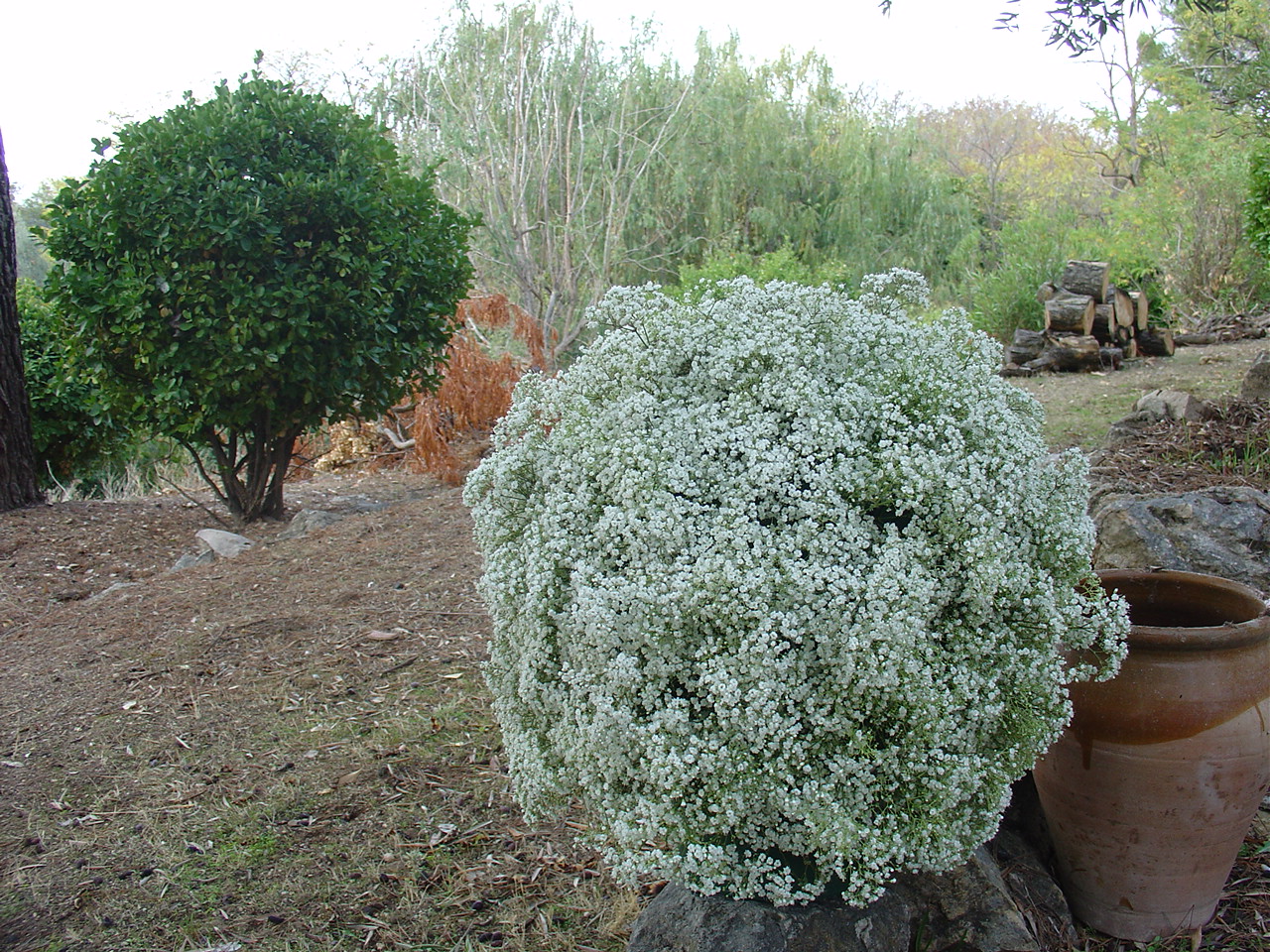 floWerlab: Una boda. Nubes de paniculata.