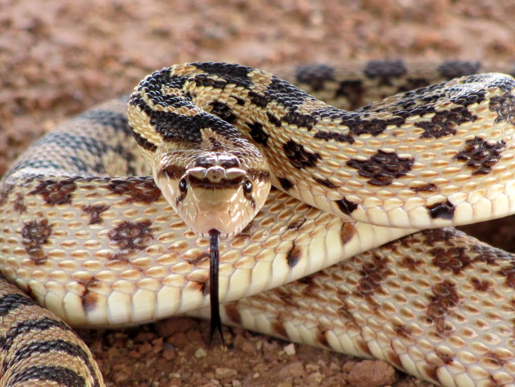 Gopher Snake
