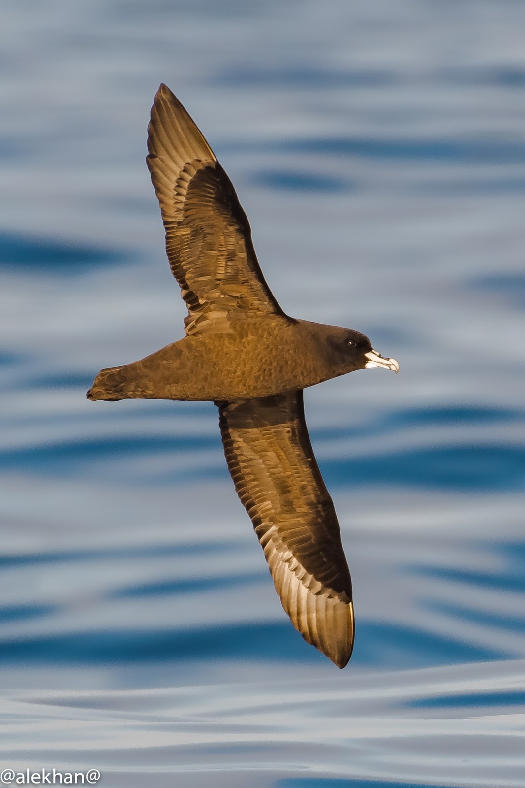 Pájaros, Pajarracos: Petrel negro