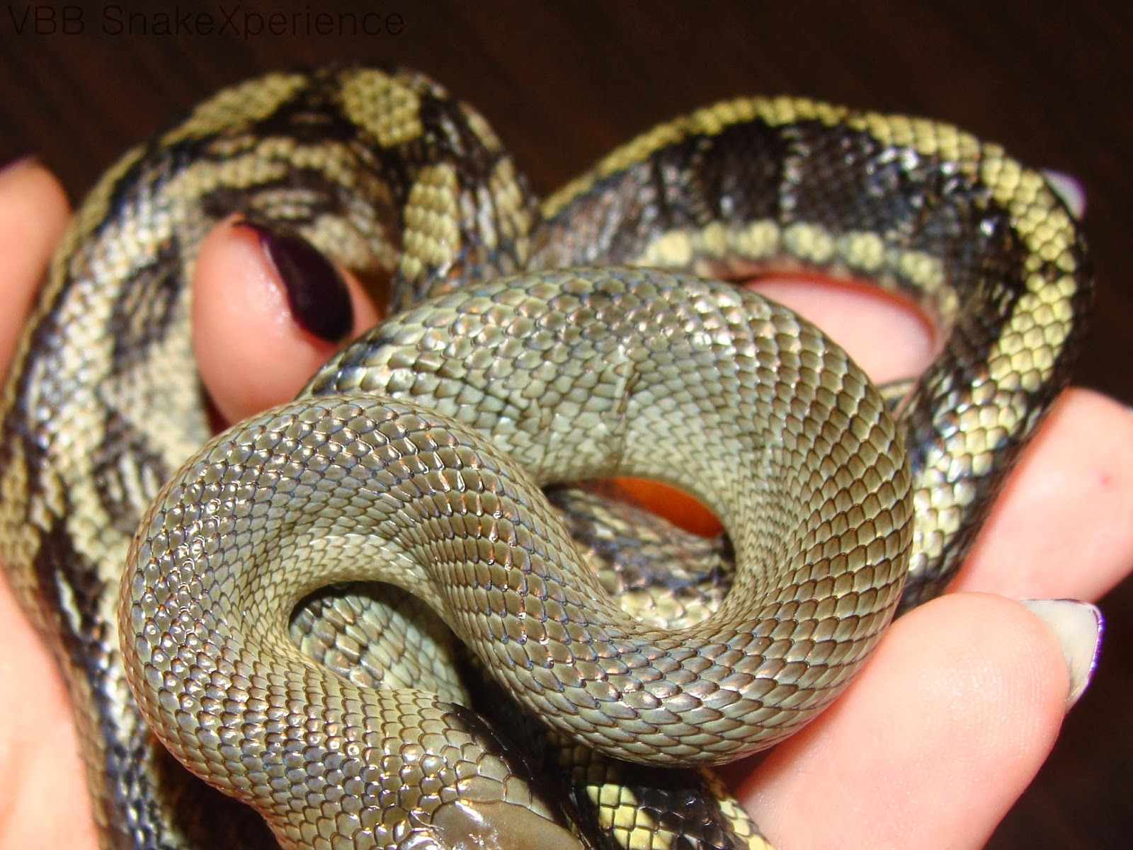 The Vietnamese Blue Beauty snake blog: Bad shed, what to do? How to ...