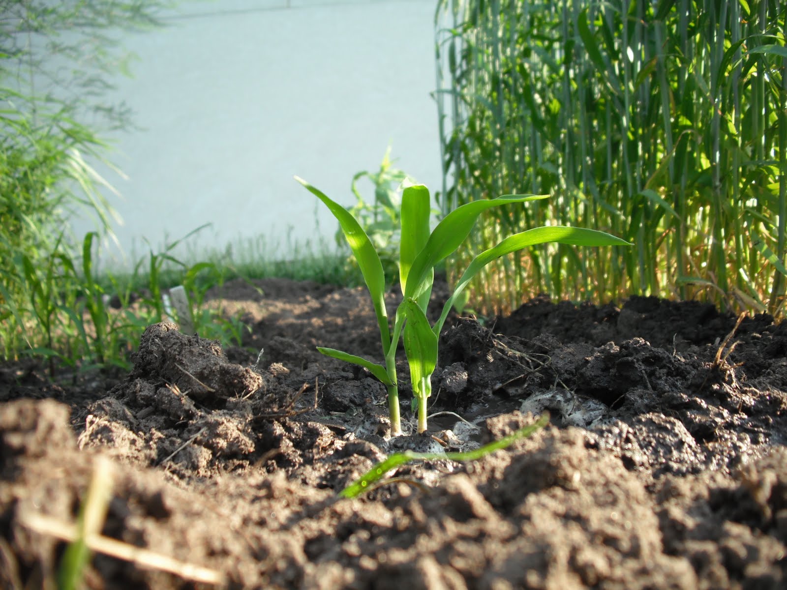The Perennial Agriculturalist: maize