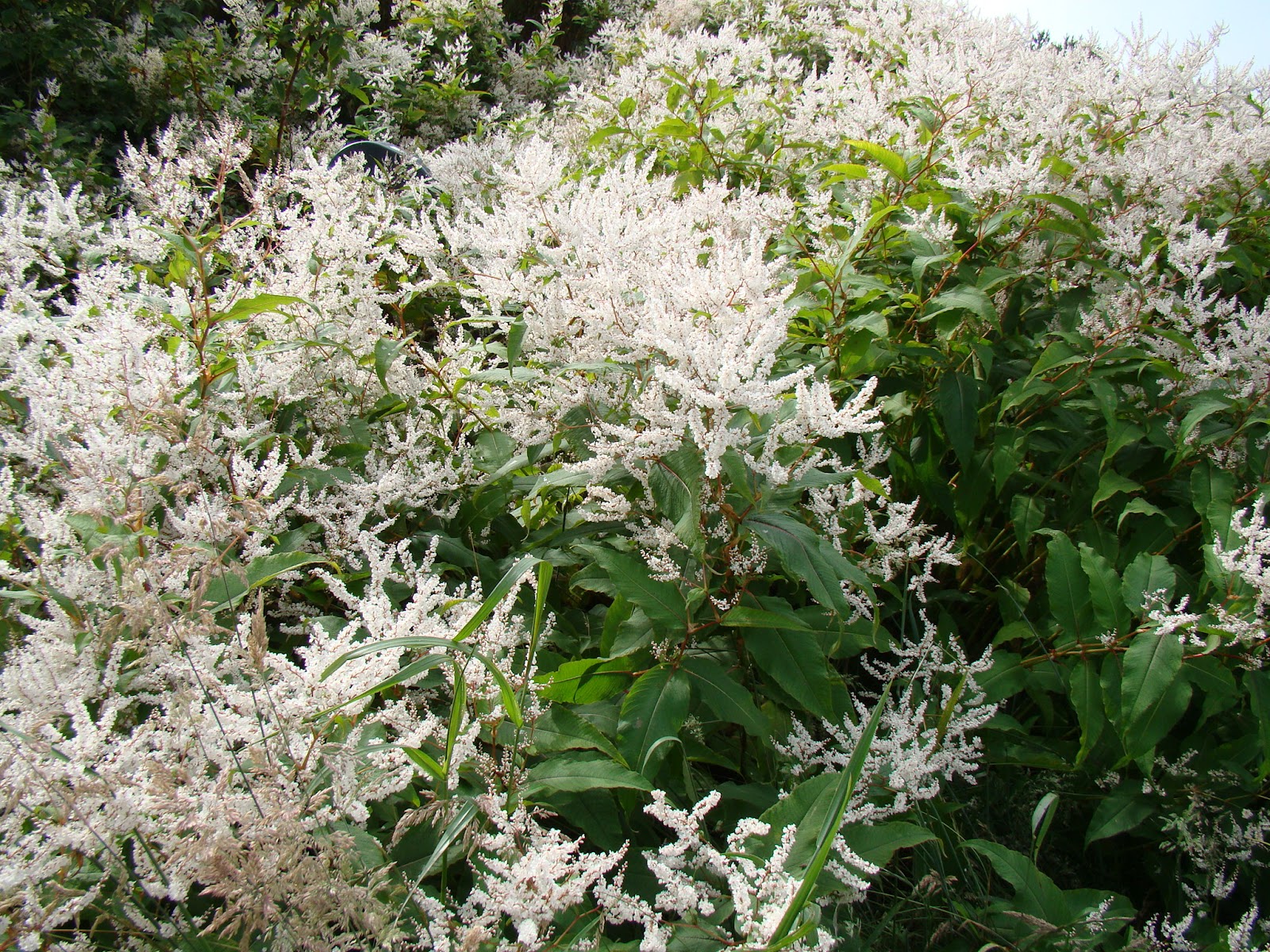 Leaves of Plants: Polygonum cuspidatum