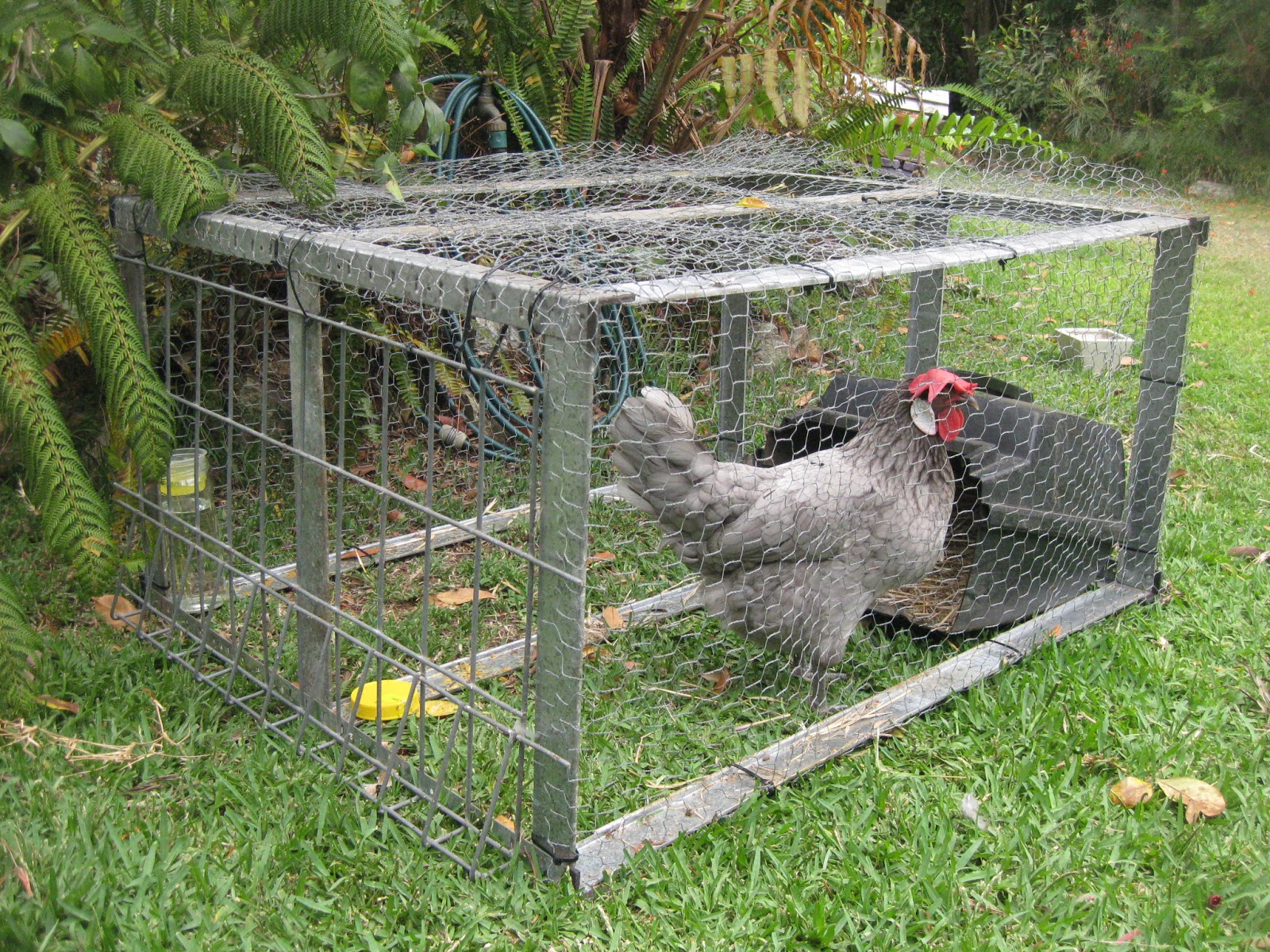 Making an isolation pen for a chicken...