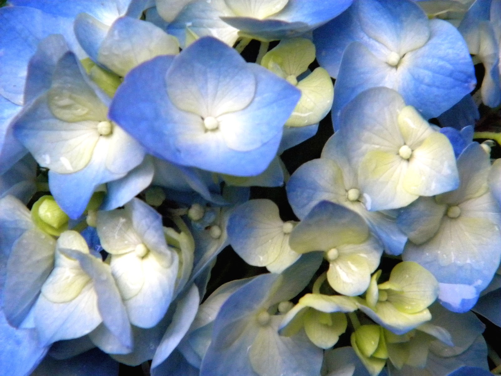 Hydrangea Blue spring flowers in NYC Public Domain Clip Art Photos and ...