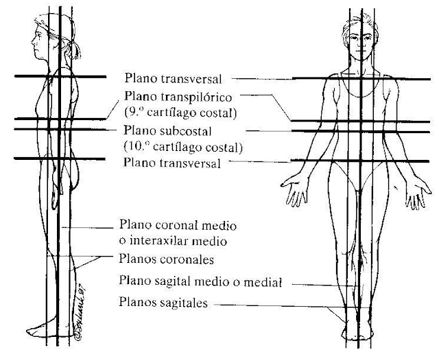 RADIOLOGIA e IMAGEN CETIS 76: Regiones Anatomicas Radiologicas