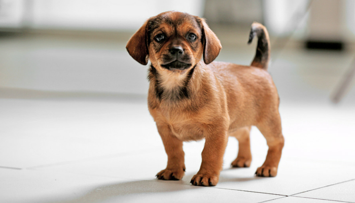 5 Simple Ways To Improve Your Dog's Life