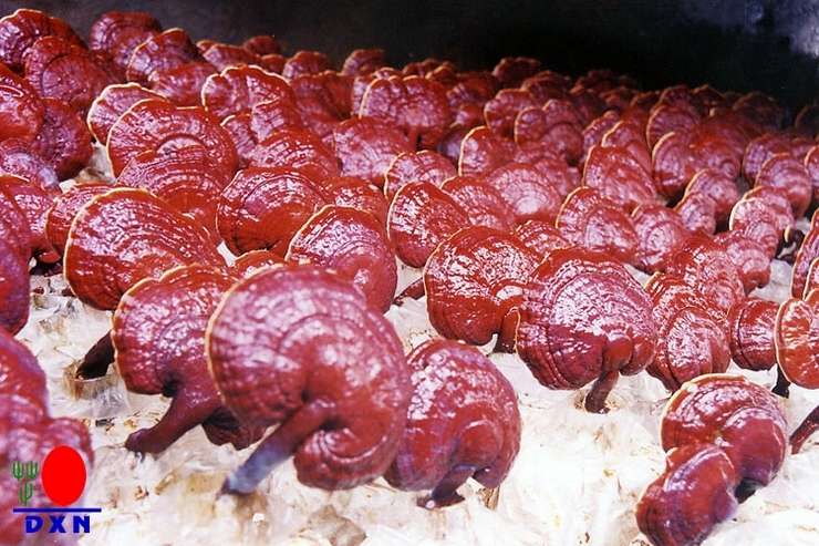 Ganoderma Lucidum Benefits | Reishi Mushroom | Ganoderma Coffee