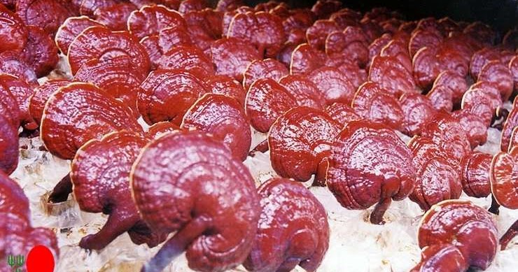 Ganoderma Lucidum Benefits | Reishi Mushroom | Ganoderma Coffee