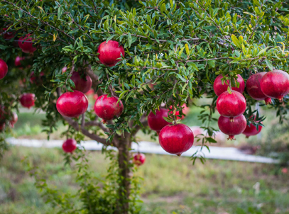 Latinski jezik za medicinske škole: Nar - voćka zdravlja i mladosti