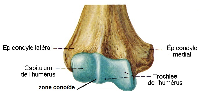 3-La gouttière capitulo-trochléenne : située entre le capitulum et la ...