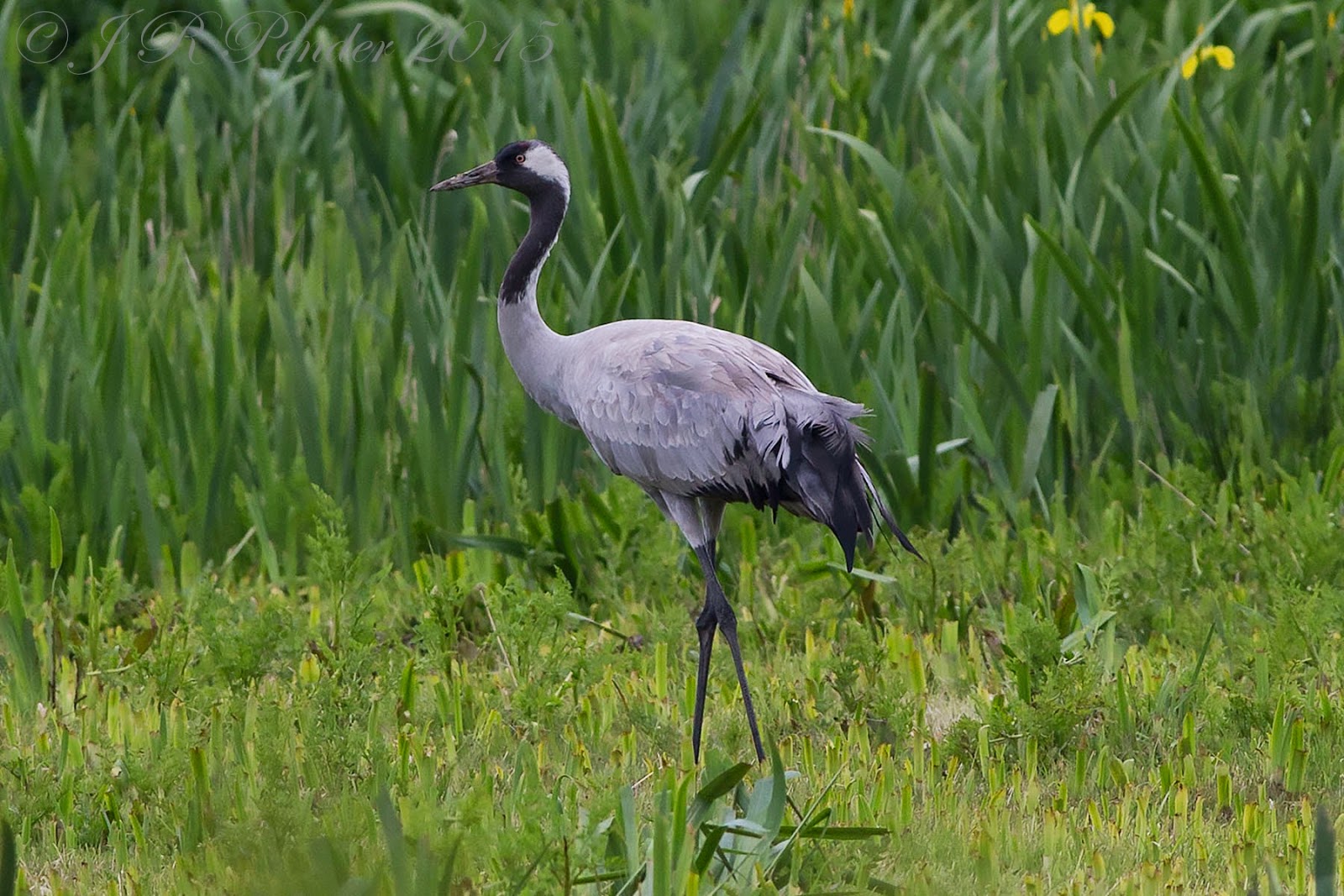 Joe Pender Wildlife Photography: Common Crane