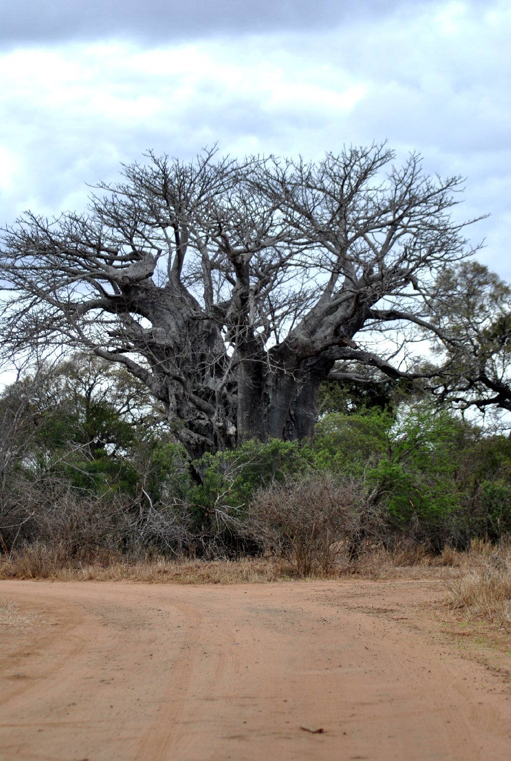 LENNARD'S BONSAI BEGINNINGS.: Adansonia digitata (Baobab)- African ...