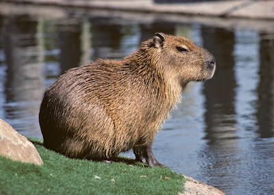 Capybara Animals | Amazing Facts & Latest Pictures | All Wildlife ...