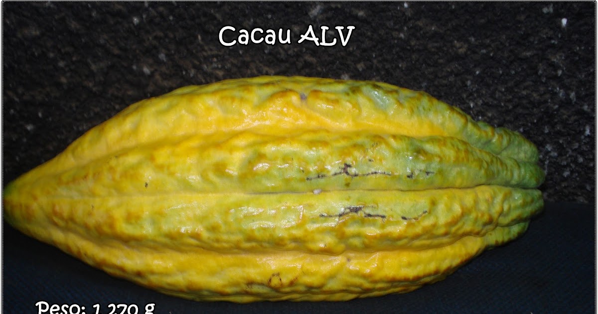 Fazenda Santa Fé: Pesquisa da Produção do Cacau Clonado