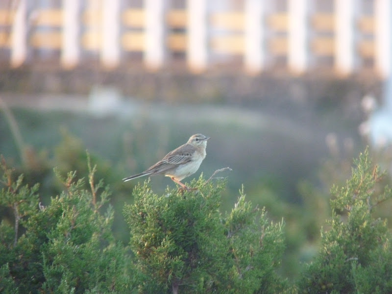 BIRDING NORTH BUCKS AND BEYOND: Menorca Birds